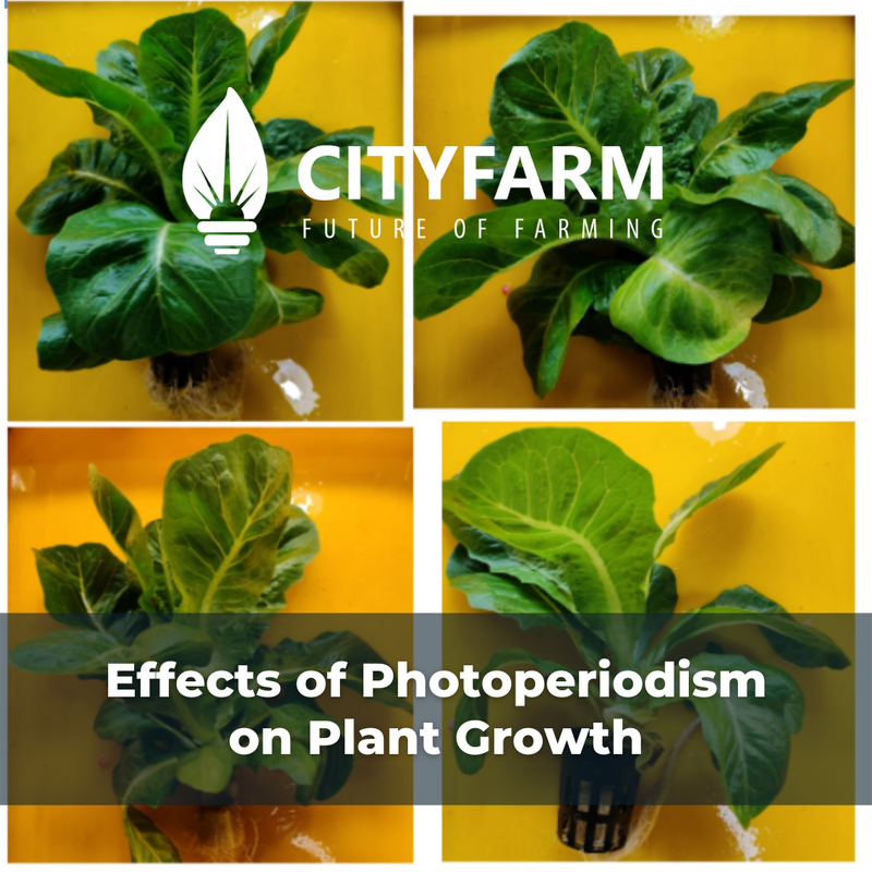 [Research] Effects of Photoperiodism on Plant Growth – CityFarm Malaysia