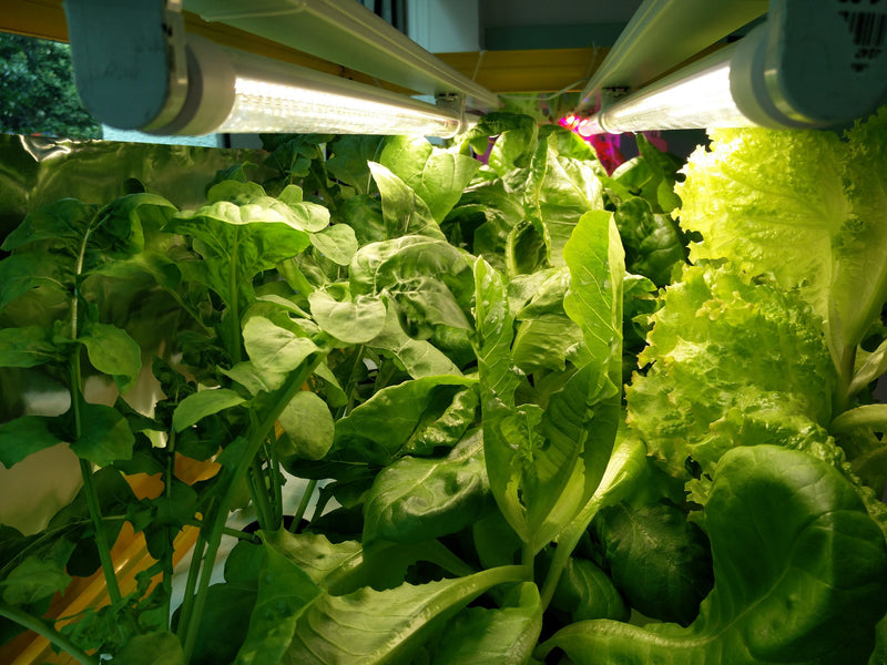 Vege grow cam (Time lapse) – CityFarm Malaysia
